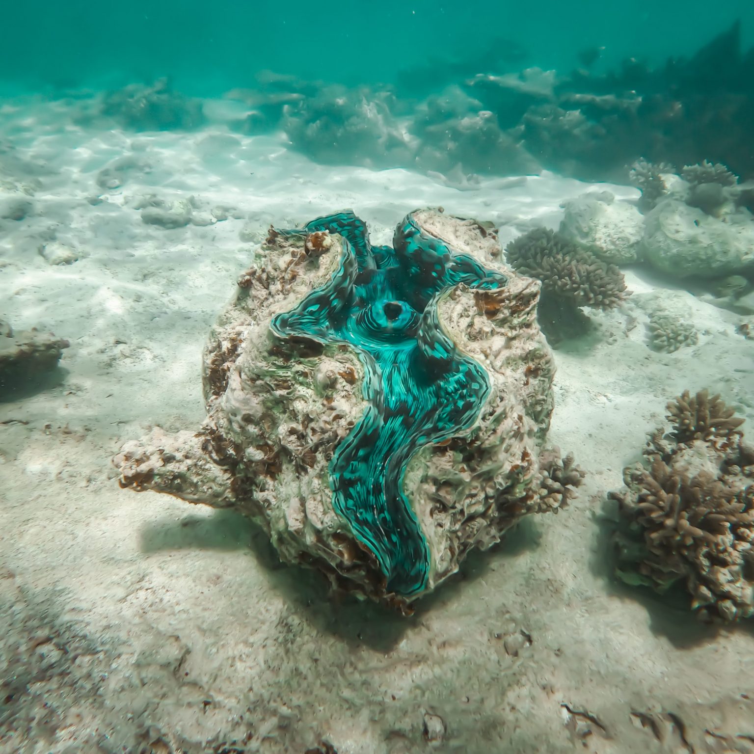 Best Things To Do in Exmouth, Western Australia - Salt and Charcoal