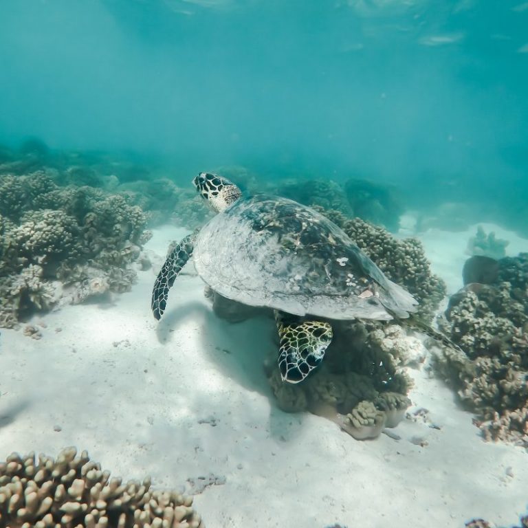 Top 6 Exmouth Snorkelling Spots + 7 Best Snorkelling Tours!