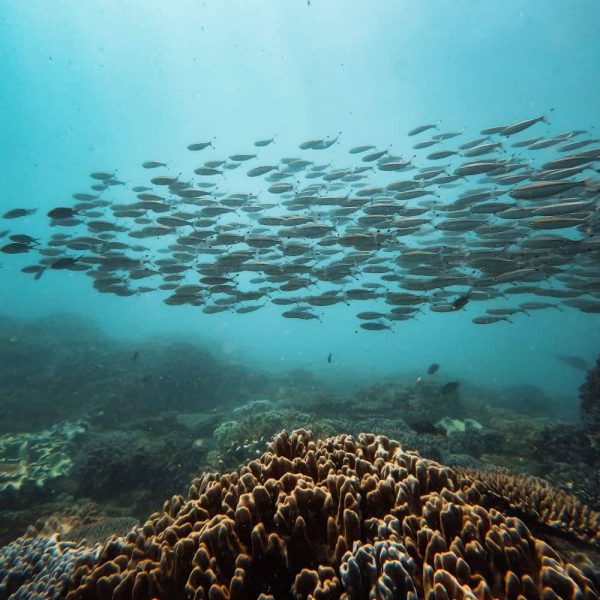 Muiron Islands (Exmouth) | Best Snorkelling and Scuba Spots