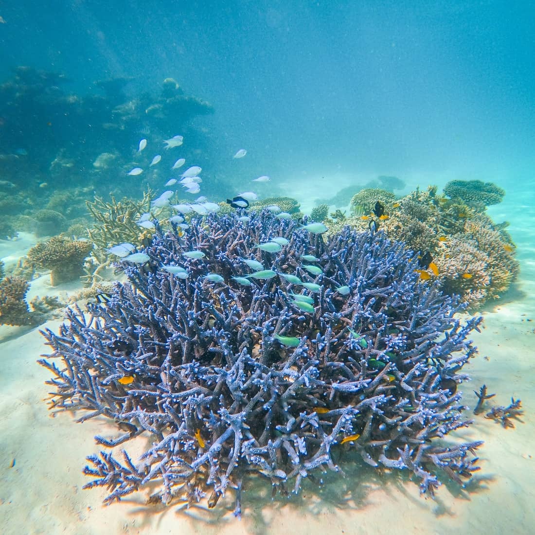 Top 7 Coral Bay Tours For An Unforgettable Ningaloo Trip