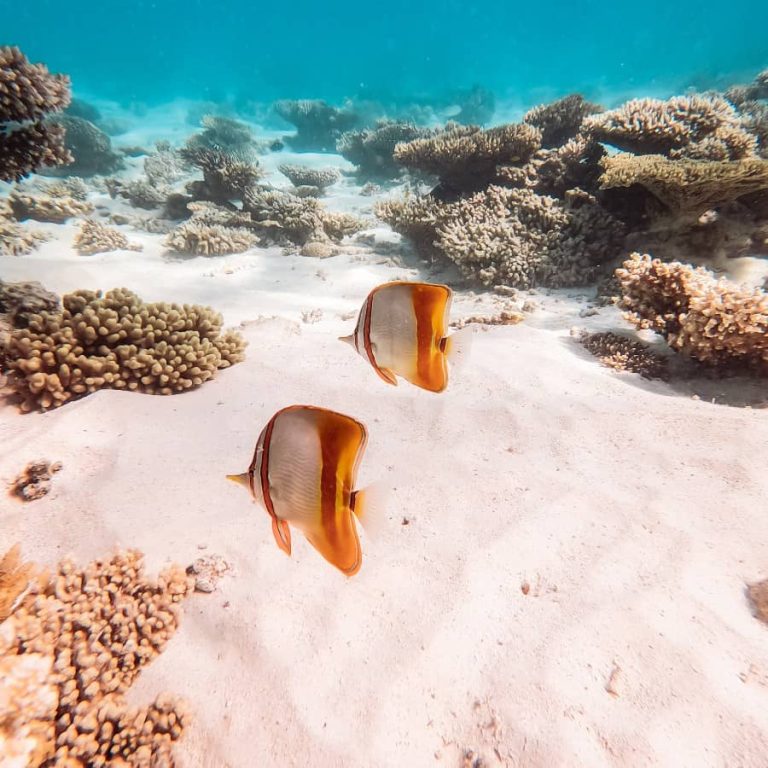 Visit Lakeside (Exmouth, WA) | A Hidden Gem For Snorkelers!