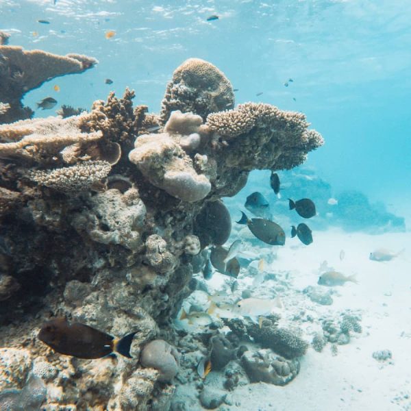 Visit Lakeside (Exmouth, WA) | A Hidden Gem For Snorkelers!