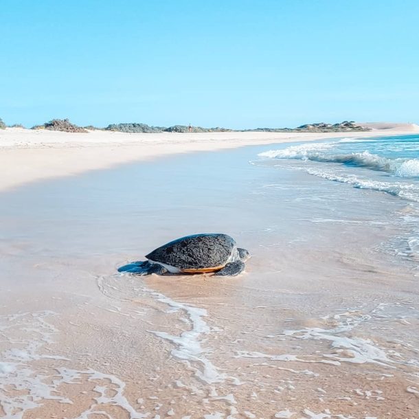 Ningaloo Reef: Best Time To Visit, What To Do, And Much More