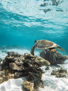 Turtle Beach Exmouth: Here's Where Turtles Nest And Hatch!