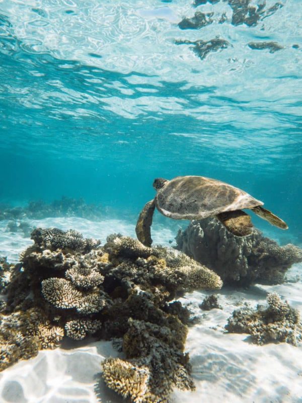 Turtle Beach Exmouth: Here's Where Turtles Nest And Hatch!