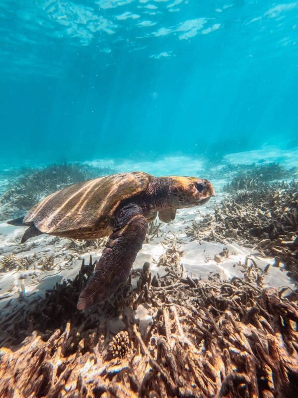 Turtle Beach Exmouth: Here's Where Turtles Nest And Hatch!