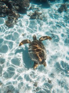 Turtle Beach Exmouth: Here's Where Turtles Nest And Hatch!