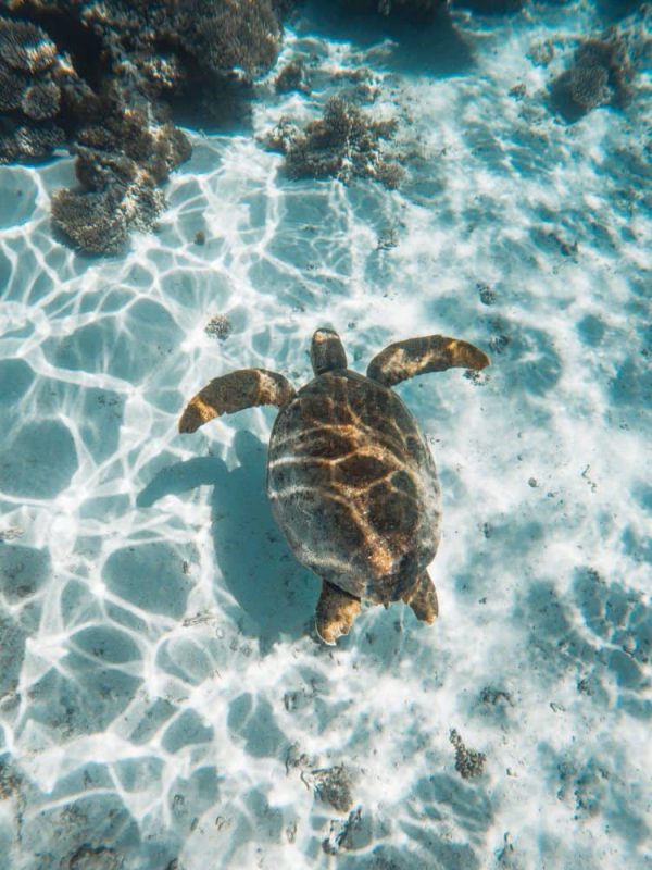 Turtle Beach Exmouth: Here's Where Turtles Nest And Hatch!