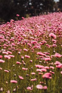 Ultimate Guide To Western Australian Wildflowers + FREE Map