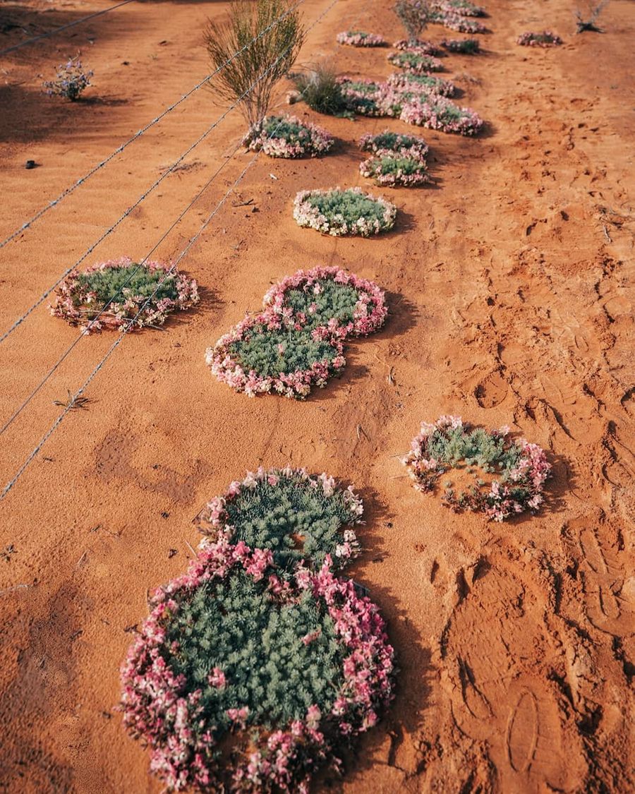 Ultimate Guide To Western Australian Wildflowers + FREE Map