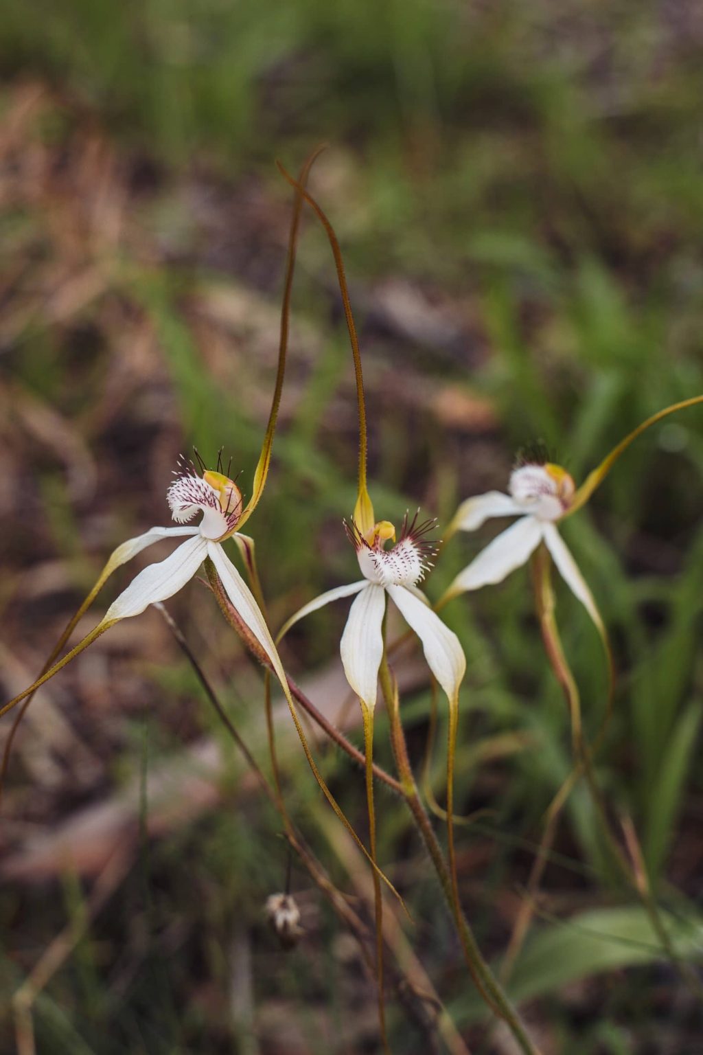 Ultimate Guide To Western Australian Wildflowers + FREE Map