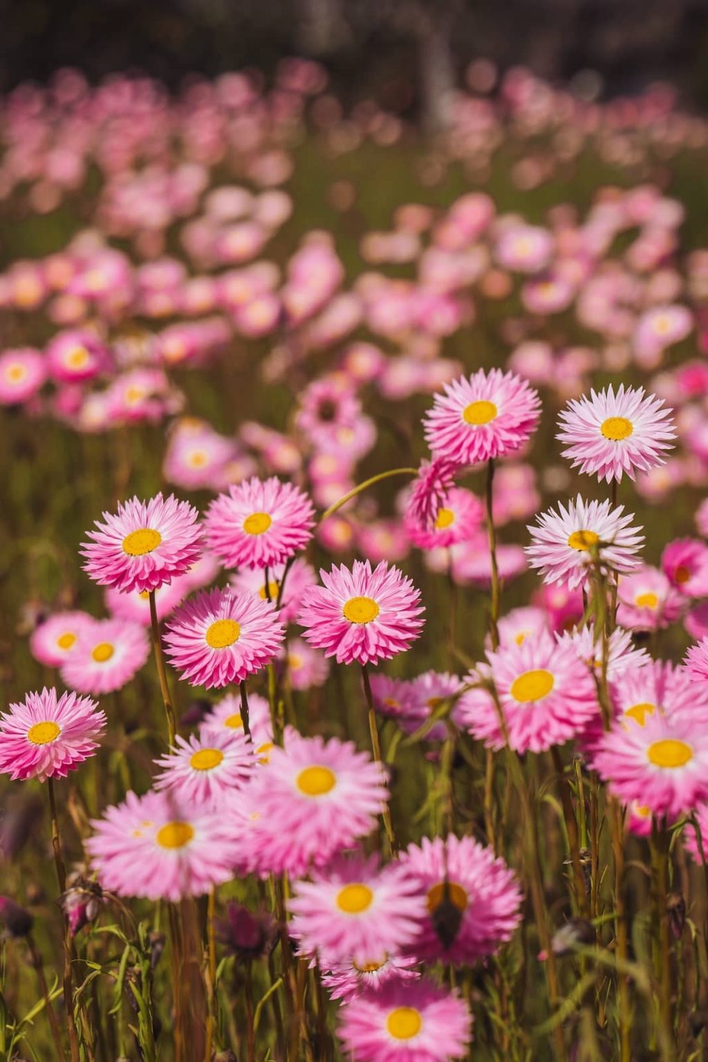 Ultimate Guide To Western Australian Wildflowers + FREE Map