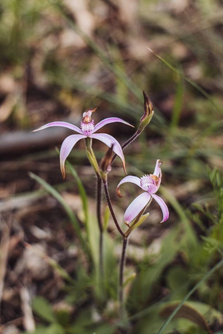 Ultimate Guide To Western Australian Wildflowers + FREE Map
