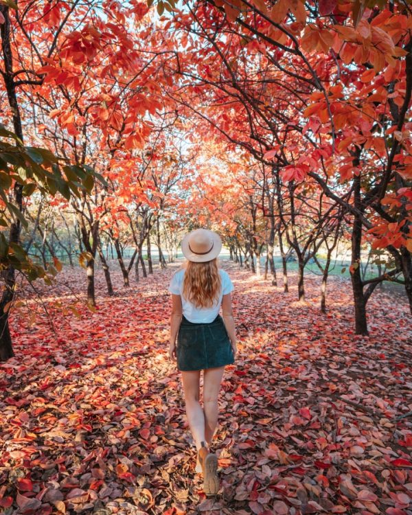 Why Spring Is The Best Time To Visit Perth + When NOT To Go