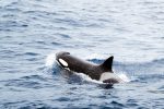 19 Epic Things to Do in Bremer Bay (Besides Orca-Watching)