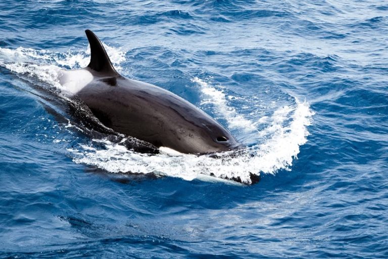 19 Epic Things to Do in Bremer Bay (Besides Orca-Watching)