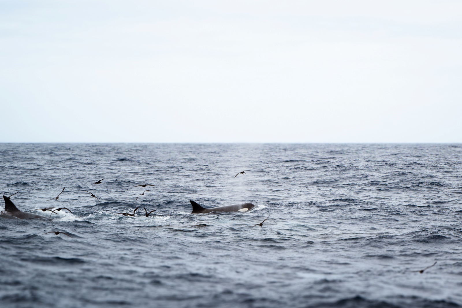 19 Epic Things to Do in Bremer Bay (Besides Orca-Watching)
