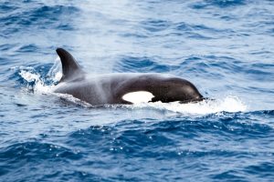 19 Epic Things to Do in Bremer Bay (Besides Orca-Watching)