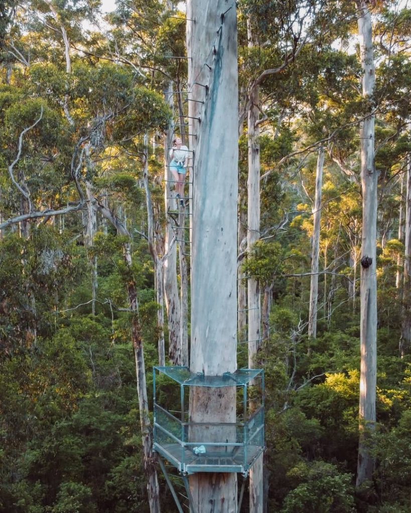 22 Epic Things To Do In Pemberton WA + How To Plan Your Trip