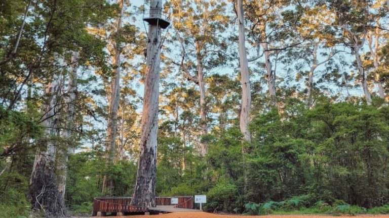 22 Epic Things To Do In Pemberton WA + How To Plan Your Trip