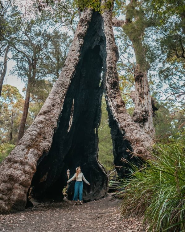 22 Epic Things To Do In Pemberton WA + How To Plan Your Trip