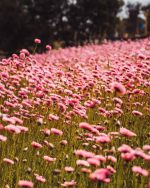 Why Spring Is The Best Time To Visit Perth + When NOT To Go