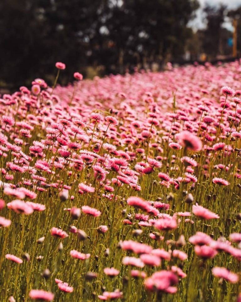 Why Spring Is The Best Time To Visit Perth + When NOT To Go