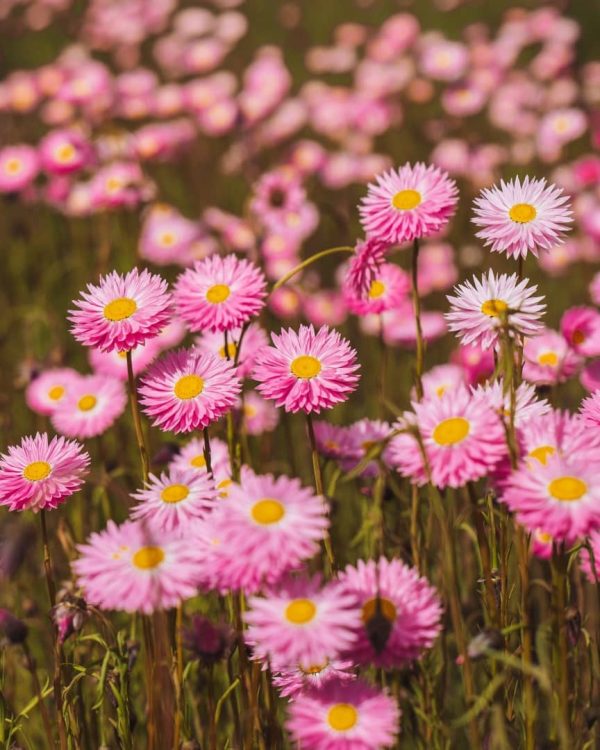 14 Things To Do In Dwellingup: The Perfect Guide