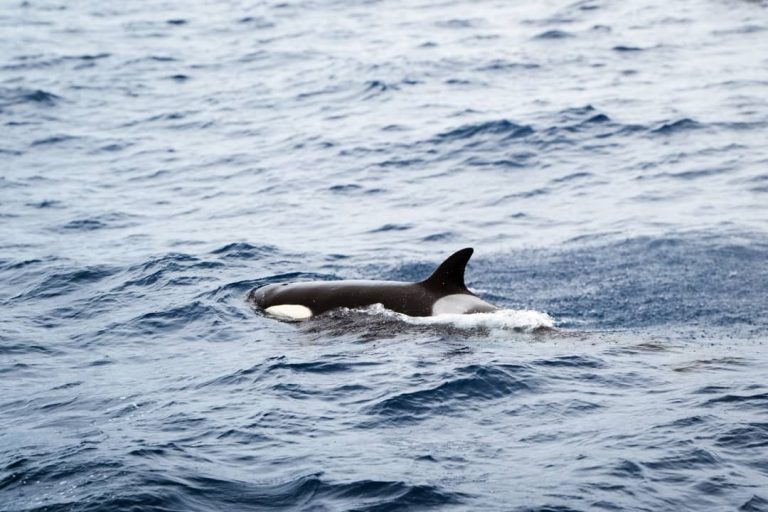 4 Best Orca Tours (Bremer Bay): How To Pick The Right One?