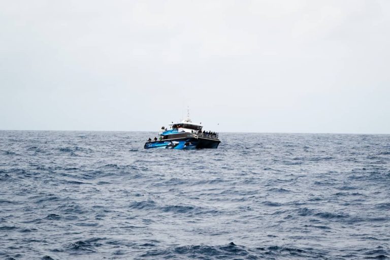 4 Best Orca Tours (Bremer Bay): How To Pick The Right One?