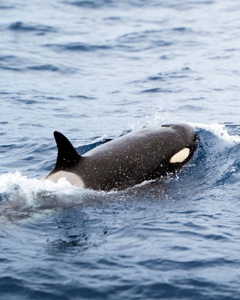 4 Best Orca Tours (Bremer Bay): How To Pick The Right One?