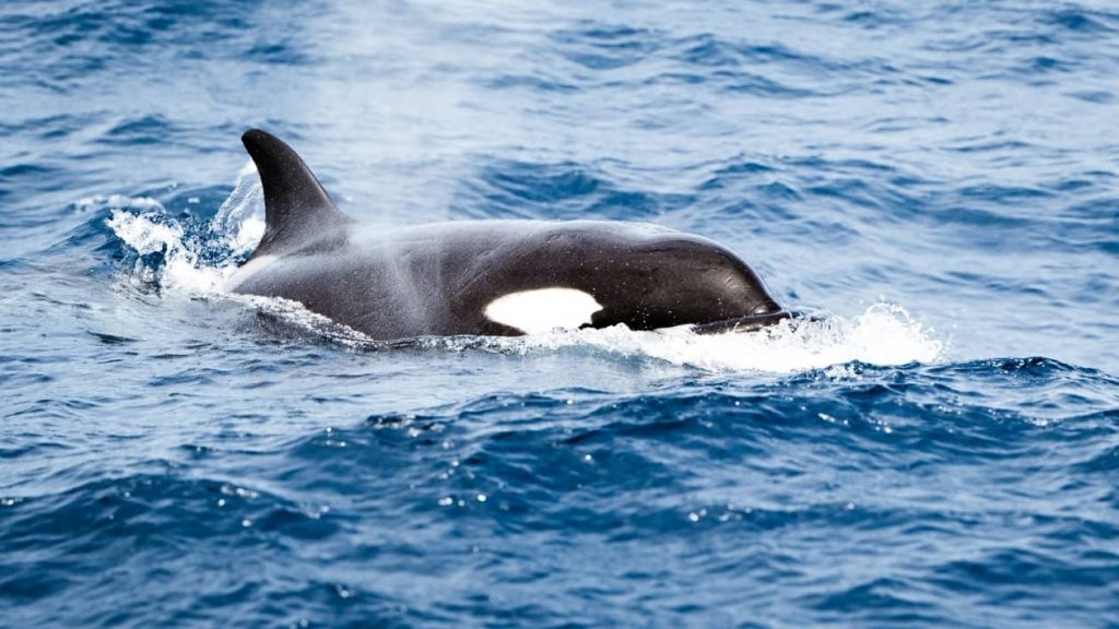 4 Best Orca Tours (Bremer Bay): How To Pick The Right One?