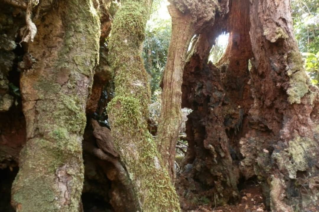 7 Things To Do At Border Ranges National Park + Camping Tips
