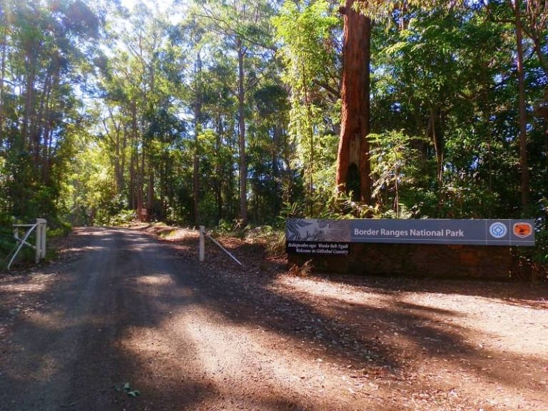 7 Things To Do At Border Ranges National Park + Camping Tips