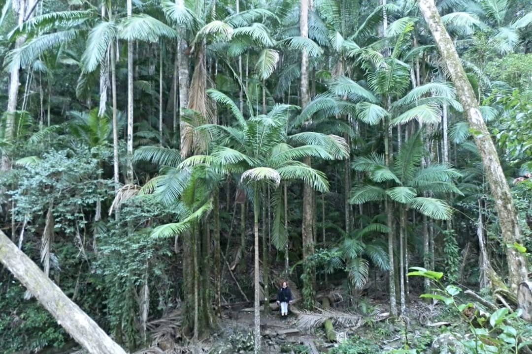 7 Things To Do At Border Ranges National Park + Camping Tips