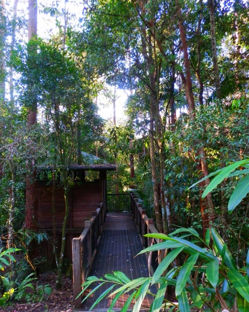7 Things To Do At Border Ranges National Park + Camping Tips
