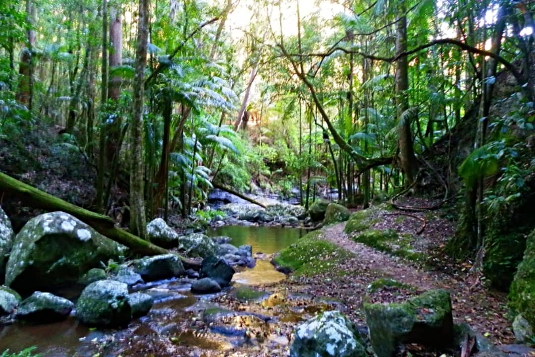 7 Things To Do At Border Ranges National Park + Camping Tips