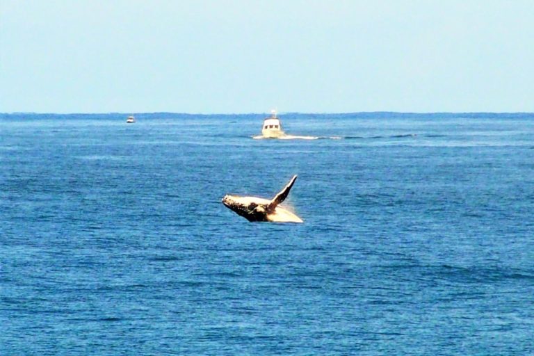 16 Epic Things To Do In Ballina, NSW + Ultimate Guide