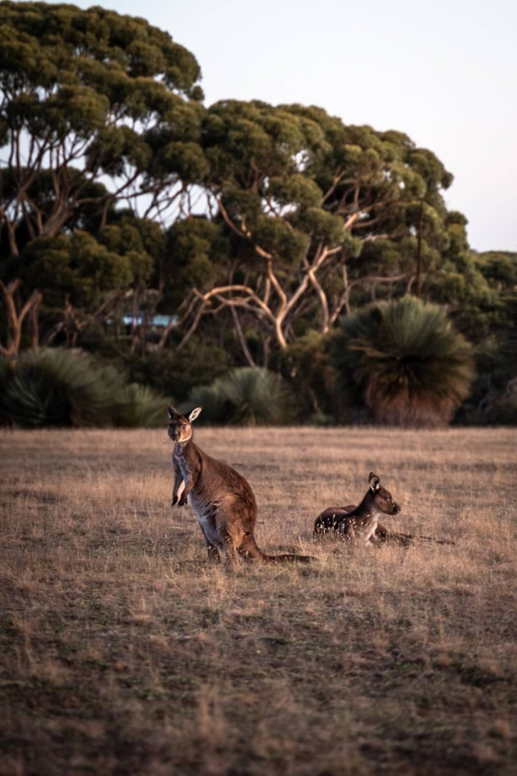 PERFECT 3-Day Kangaroo Island Road Trip + FREE Map